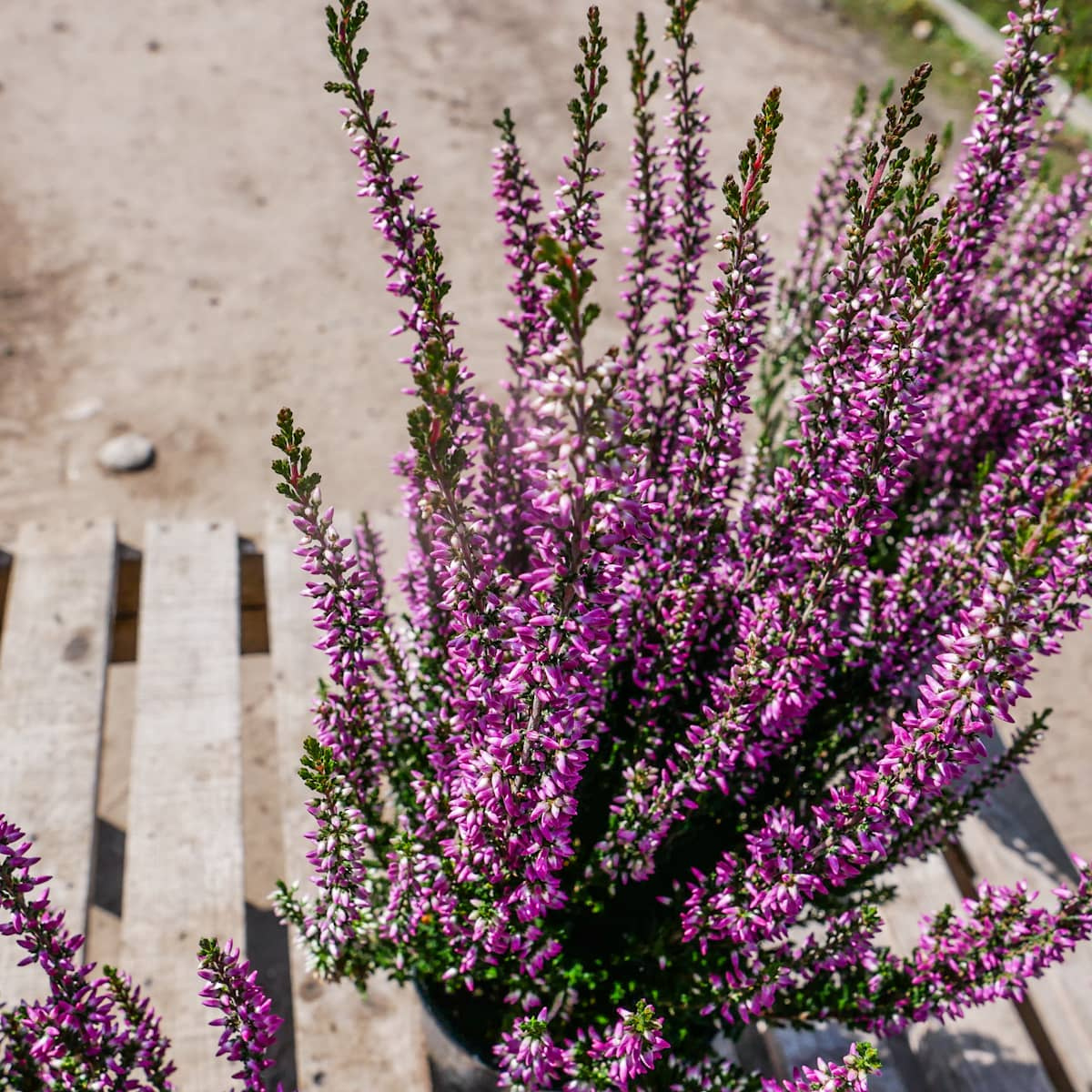 Wrzos pospolity Lisbeth| Sadowniczy.pl