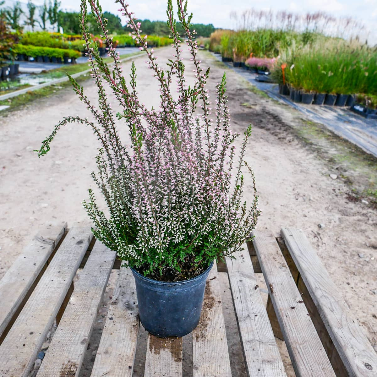 Wrzos pospolity Pink Bettina| Sadowniczy.pl