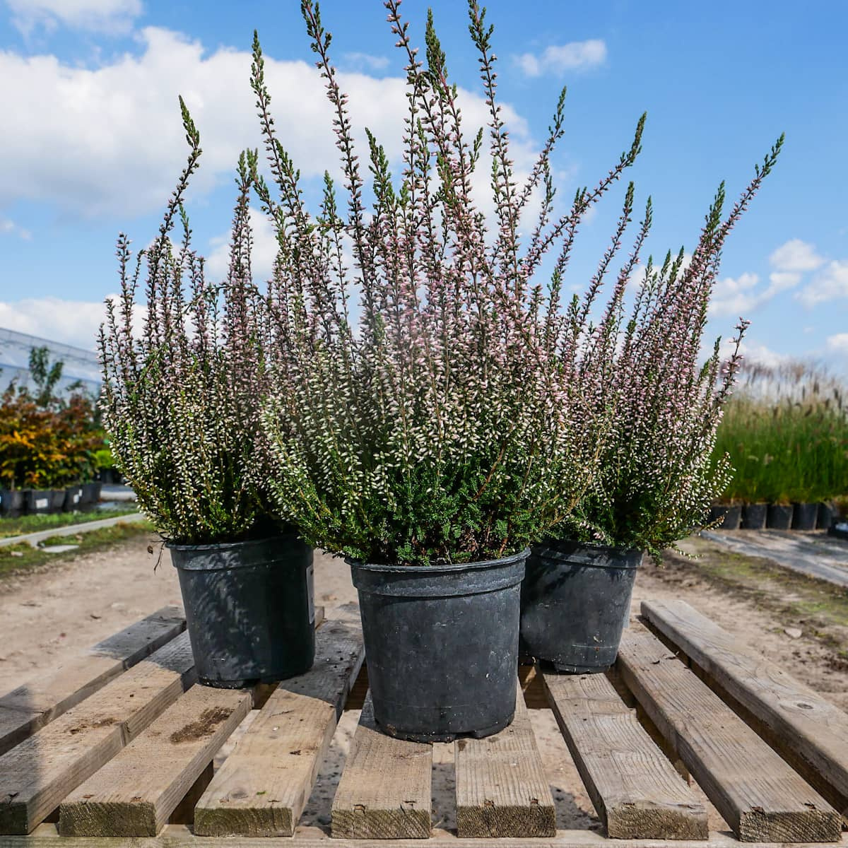 Wrzos pospolity Pink Bettina| Sadowniczy.pl