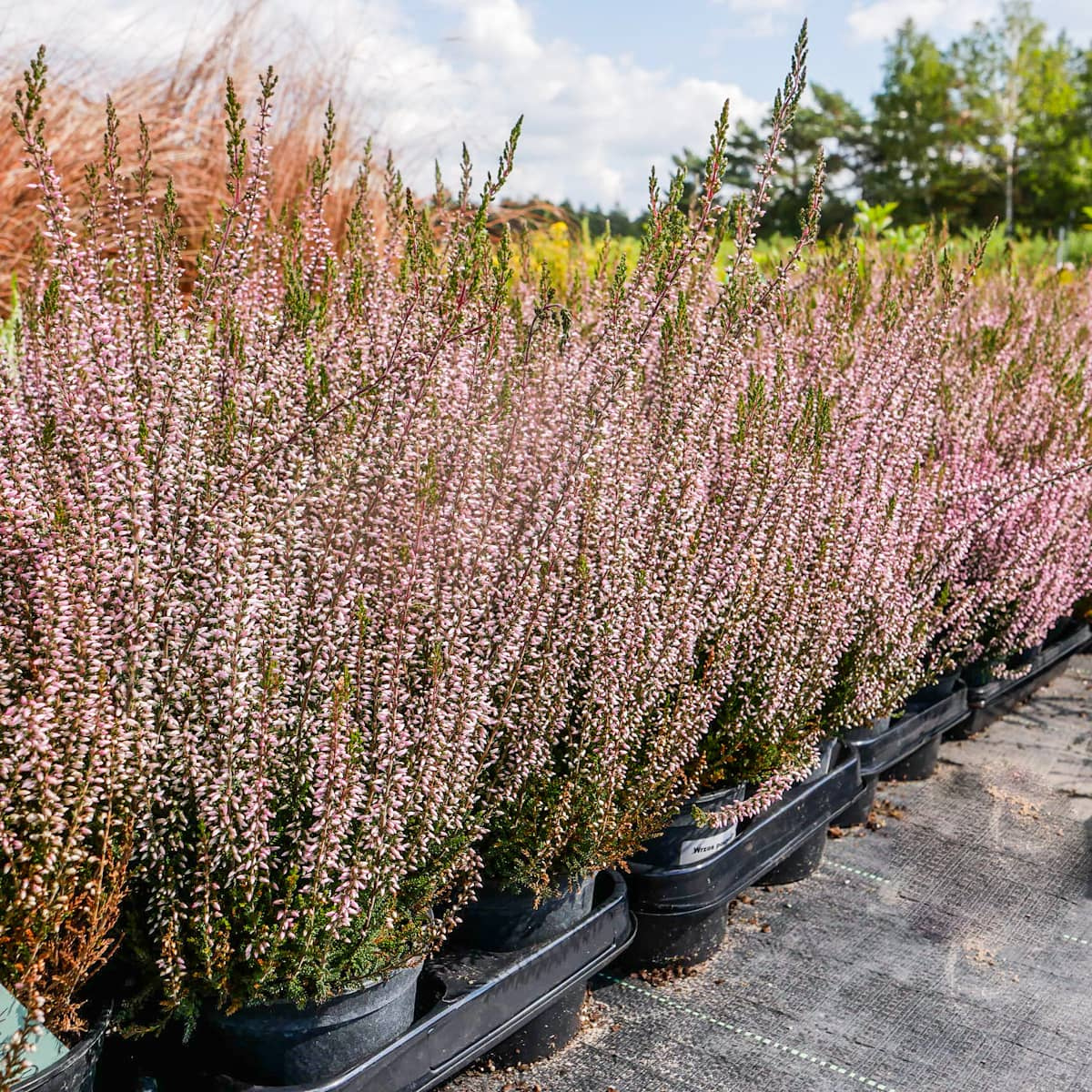 Wrzos pospolity Pink Bettina| Sadowniczy.pl
