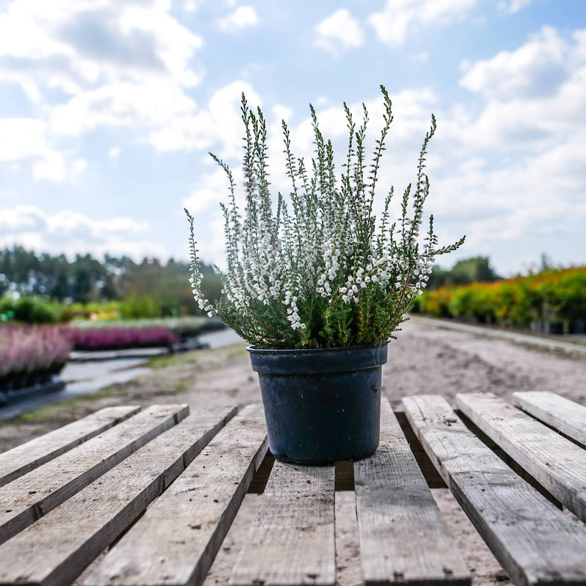 Wrzos pospolity Reini| Sadowniczy.pl