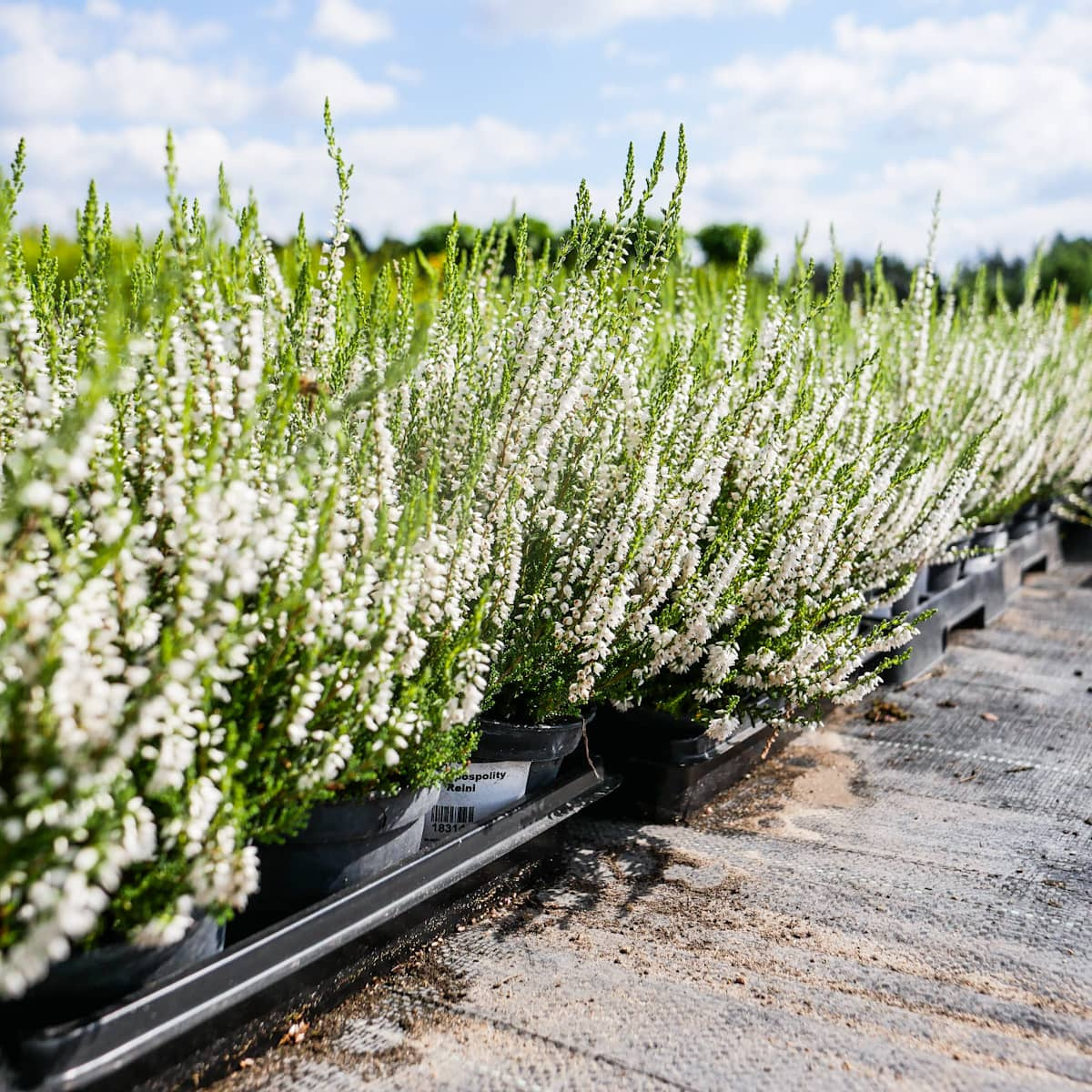 Wrzos pospolity Reini| Sadowniczy.pl