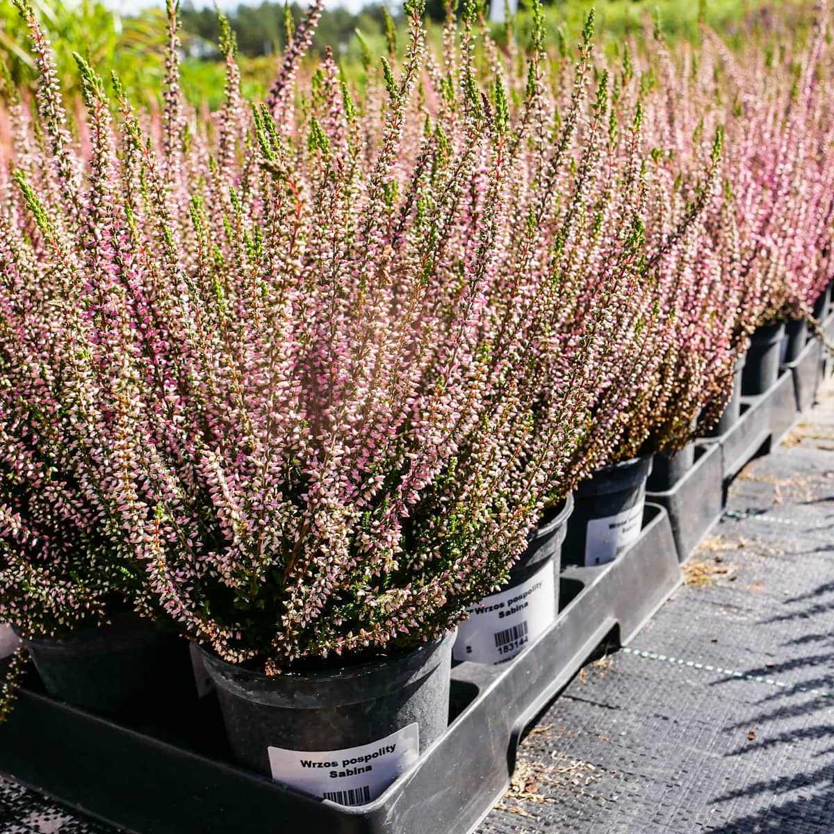 Wrzos pospolity Sabina| Sadowniczy.pl