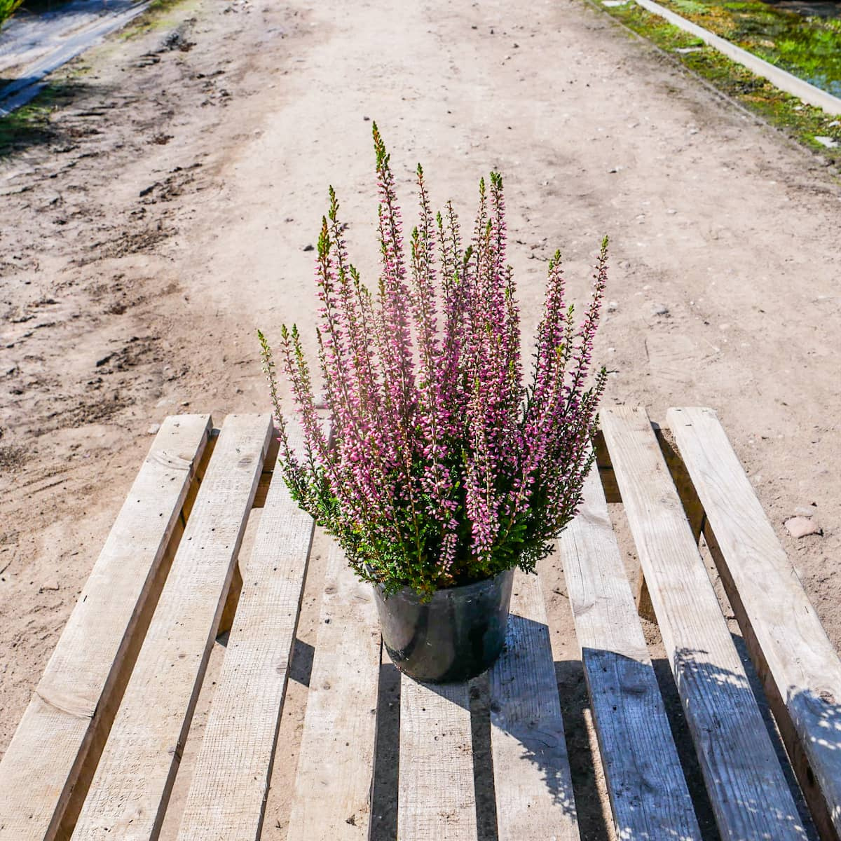 Wrzos pospolity Sabina| Sadowniczy.pl