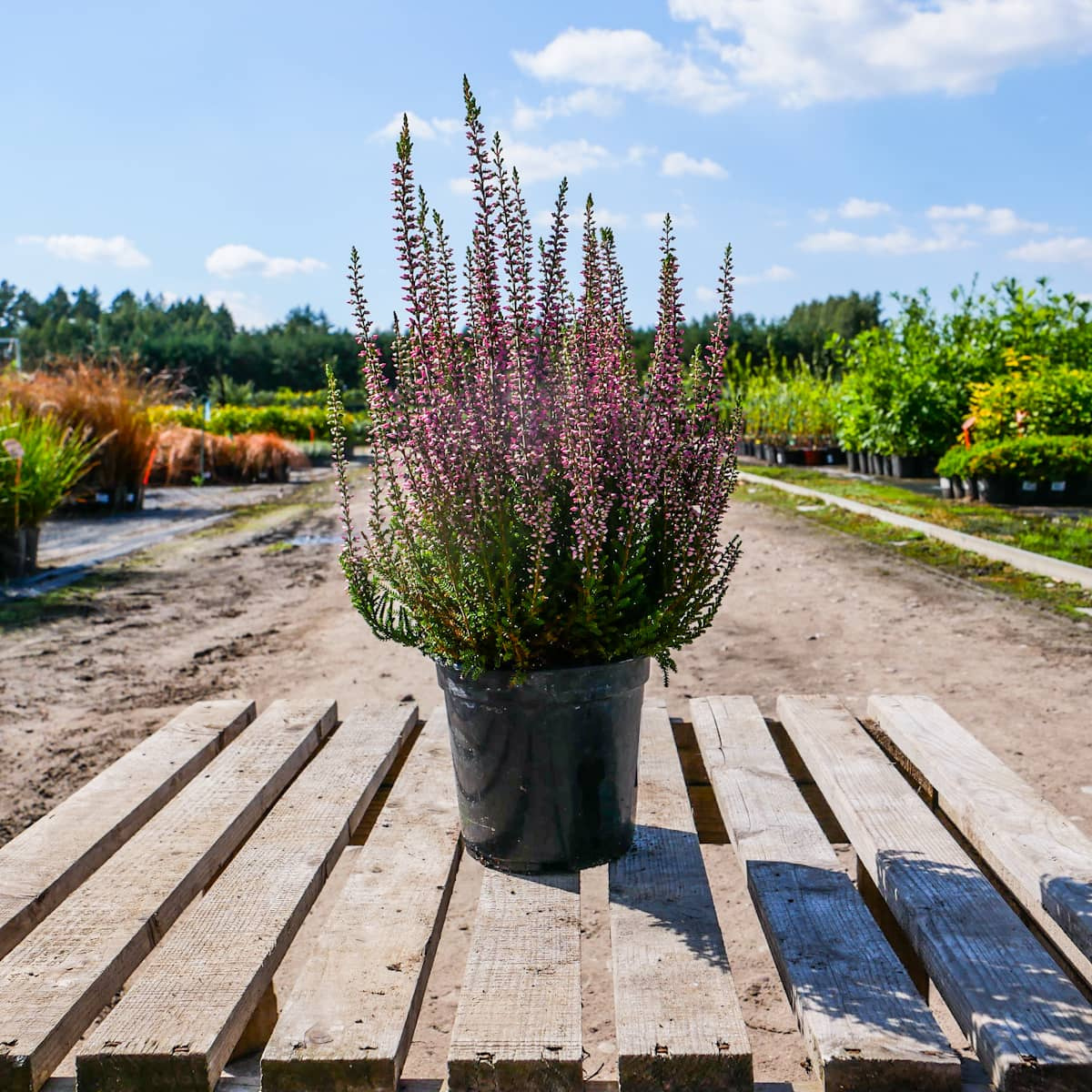 Wrzos pospolity Sabina| Sadowniczy.pl