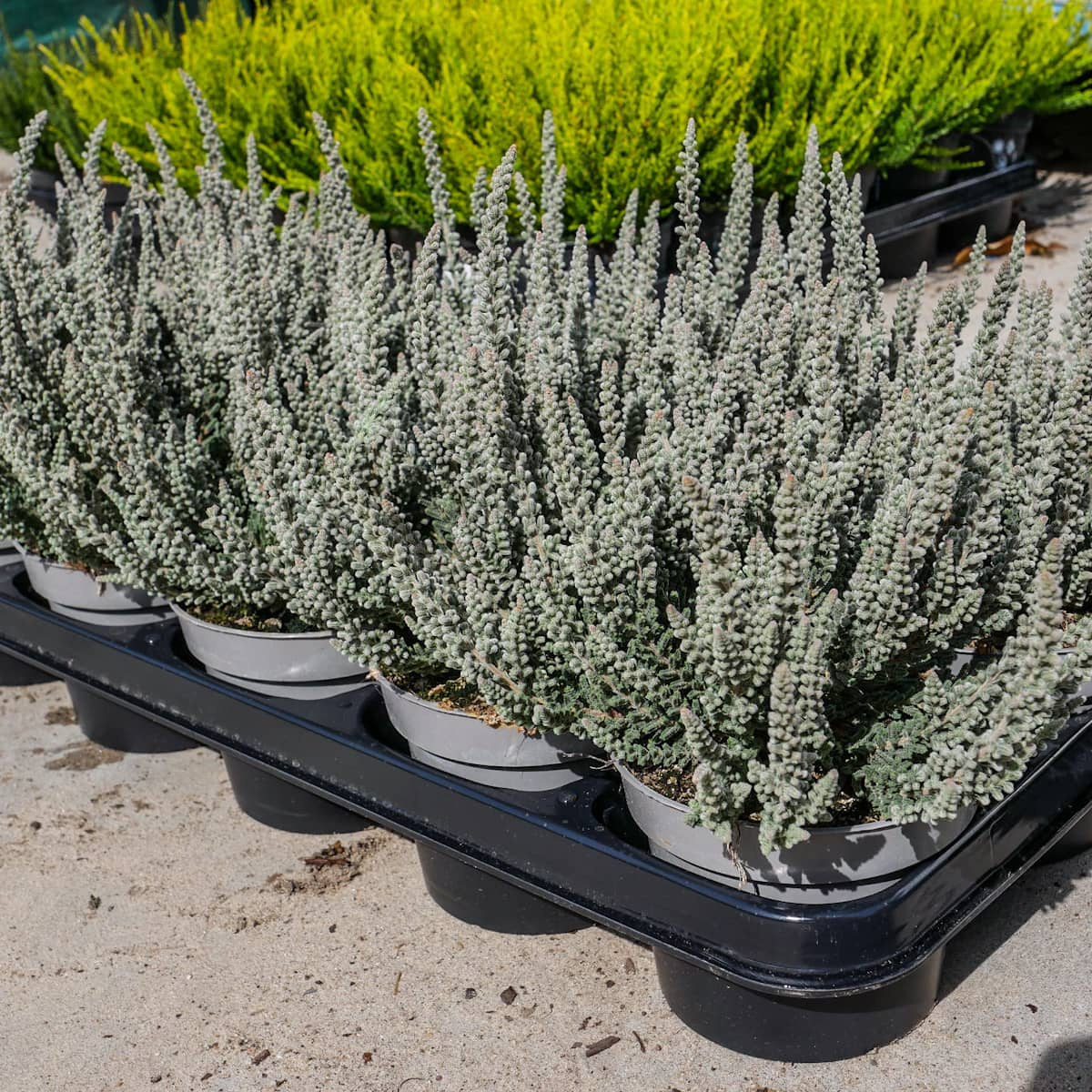 Wrzos pospolity Skyline Zilly| Sadowniczy.pl