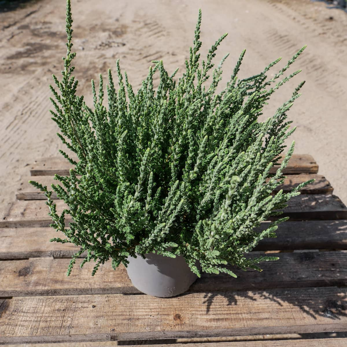 Wrzos pospolity biały kwiat liście srebrno-zielone sadzonki | Sadowniczy.pl