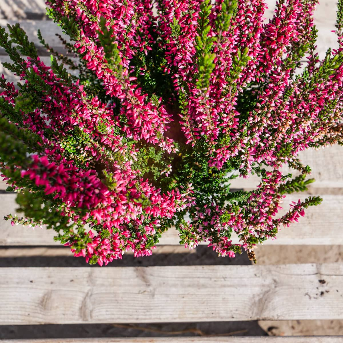 Wrzos pospolity czerwony kwiat zielone liście sadzonki| Sadowniczy.pl