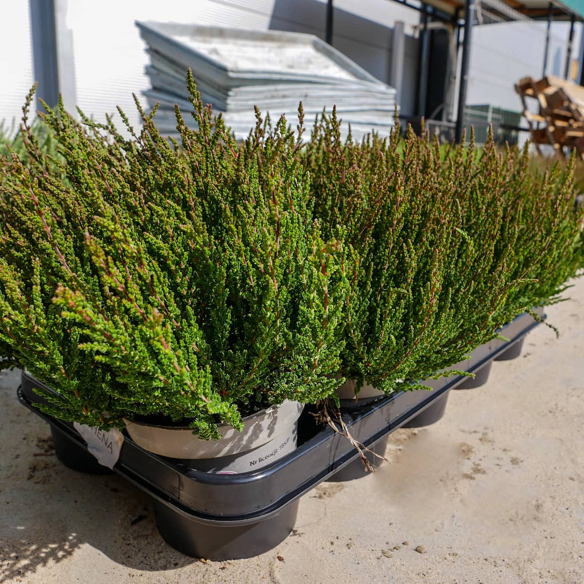 Wrzos pospolity czerwony kwiat zielone liście sadzonki| Sadowniczy.pl