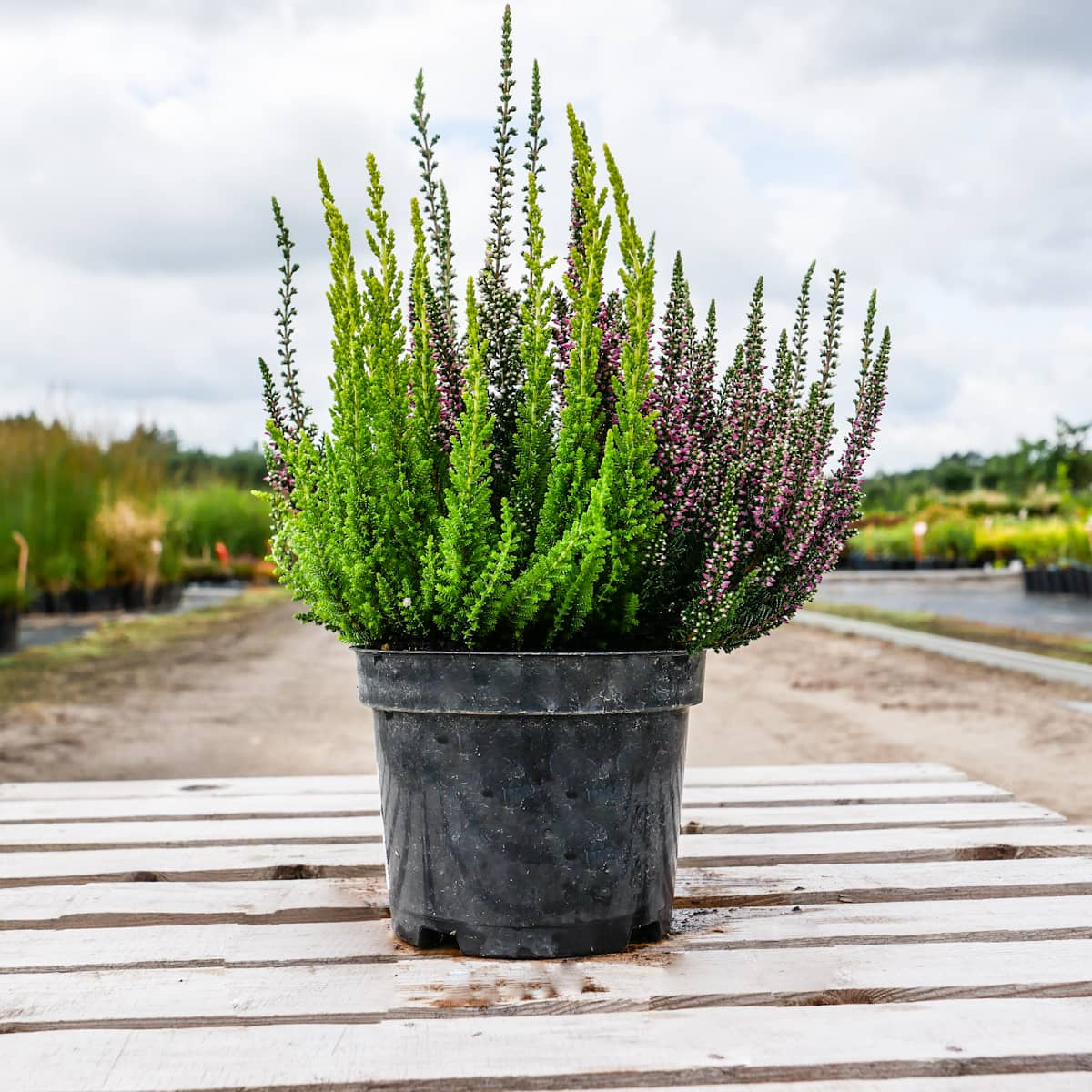 Wrzos pospolity tricolor Trio Mix 3 kolorów sadzonki| Sadowniczy.pl