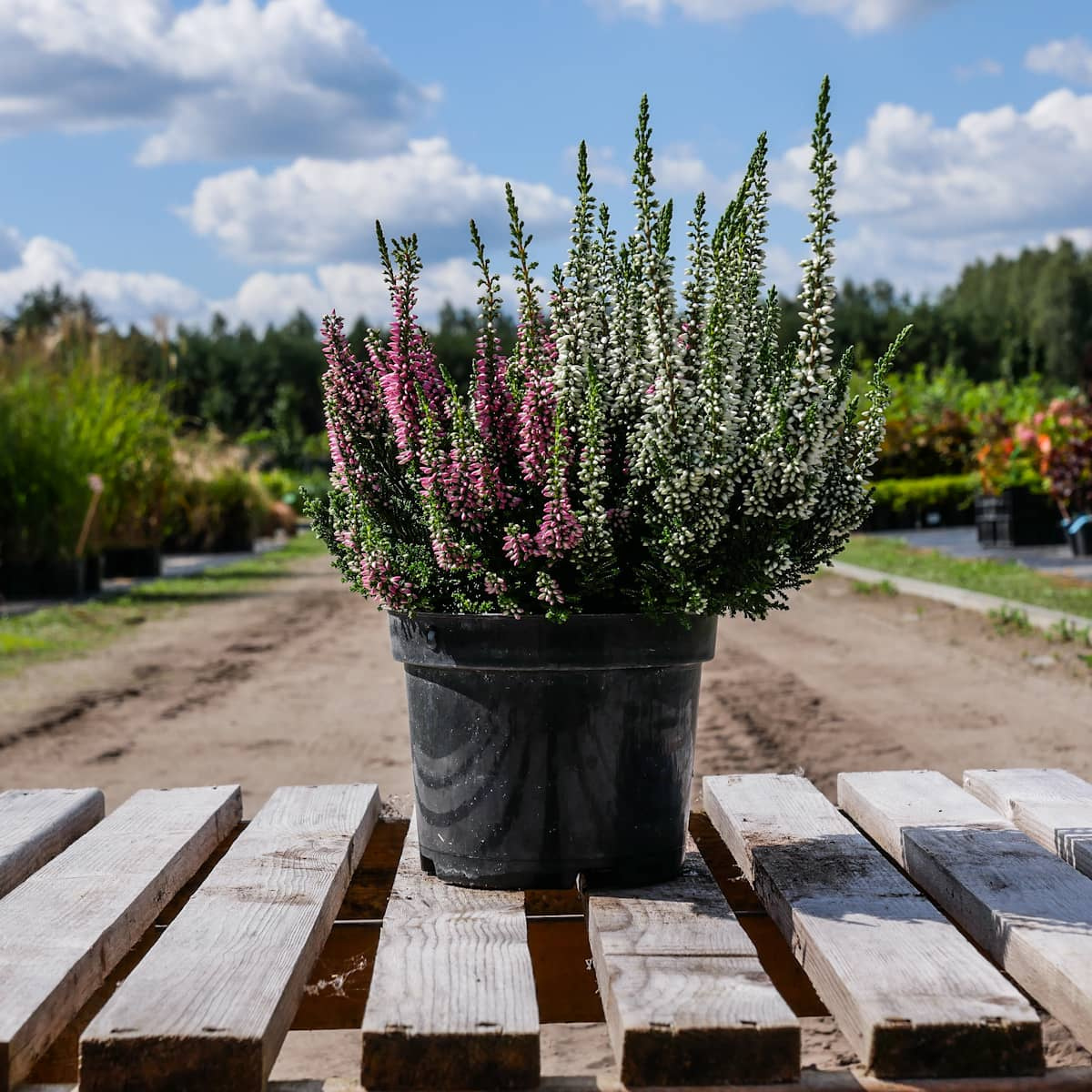 Wrzos pospolity tricolor Trio Mix 3 kolorów sadzonki| Sadowniczy.pl