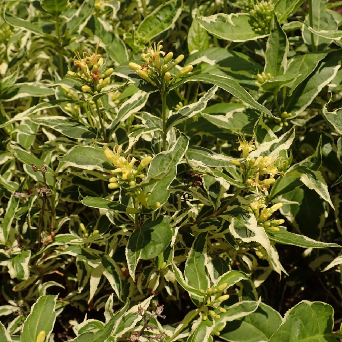 Zadrzewnia okazała Cool Splash (C2)| Sadowniczy.pl