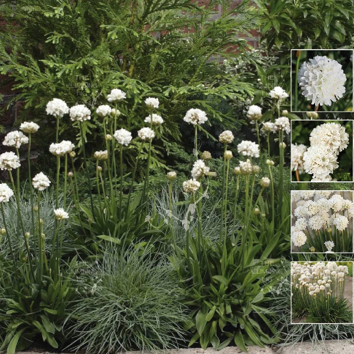 Zawciąg szerokolistny Ballerina White (C2)| Sadowniczy.pl