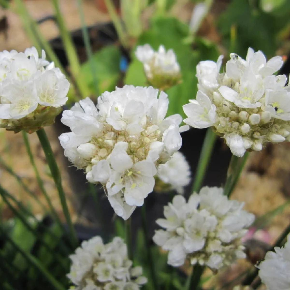 Zawciąg szerokolistny Ballerina White (C2)| Sadowniczy.pl