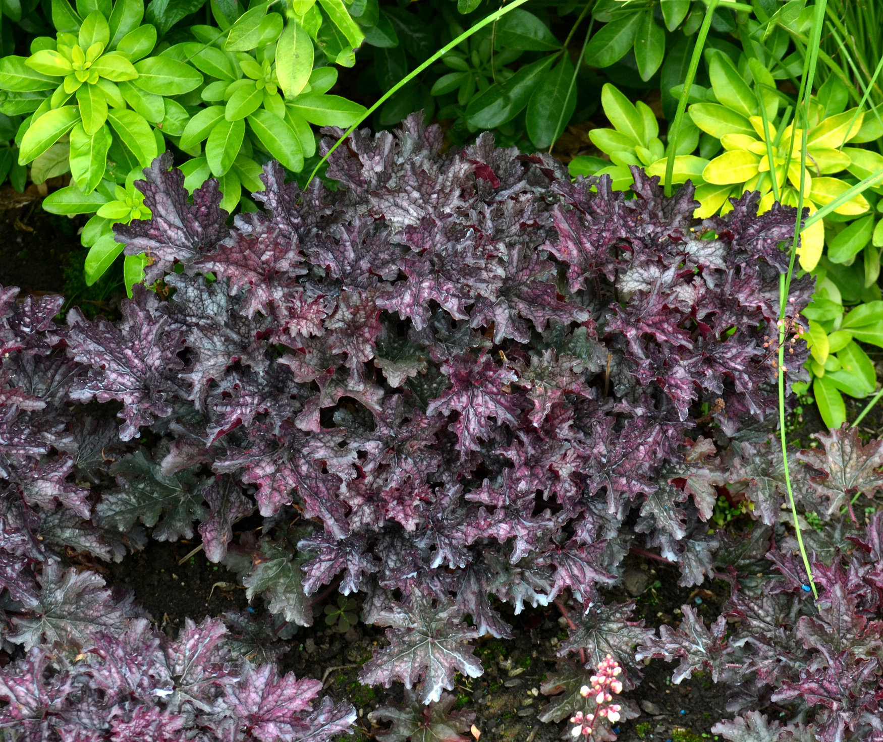 Żurawka ogrodowa Blackberry Crips (C2)| Sadowniczy.pl