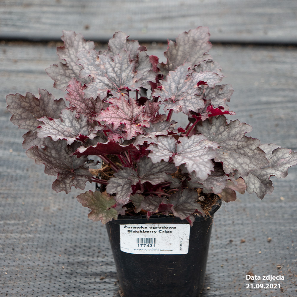 Żurawka ogrodowa Blackberry Crips (C2)| Sadowniczy.pl