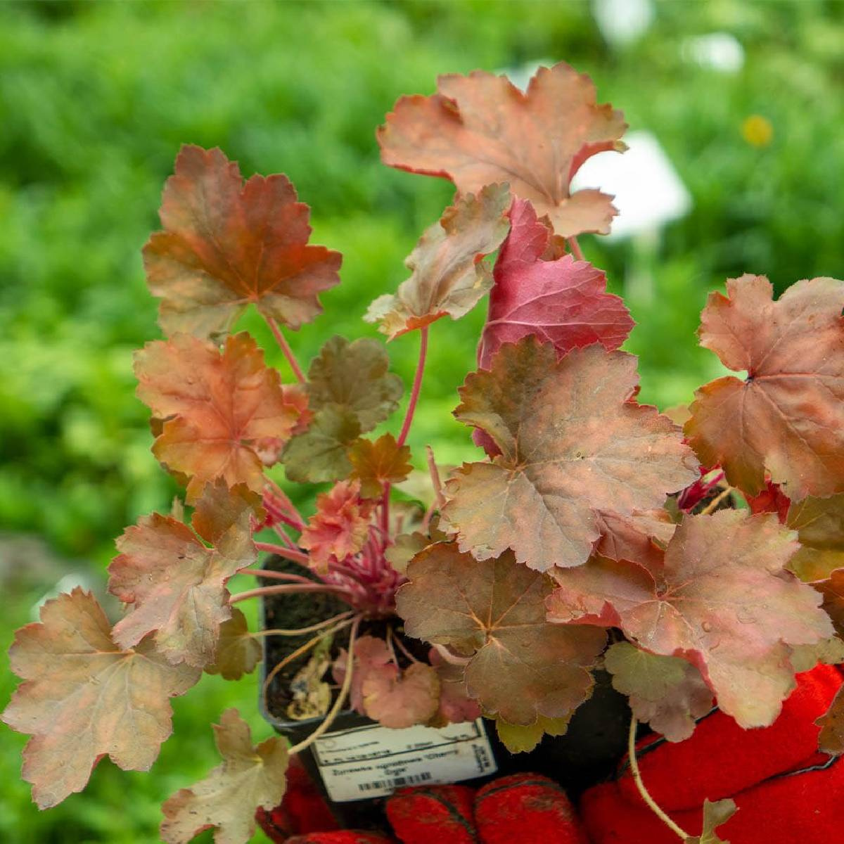 Żurawka ogrodowa Cherry Cola (C2)| Sadowniczy.pl