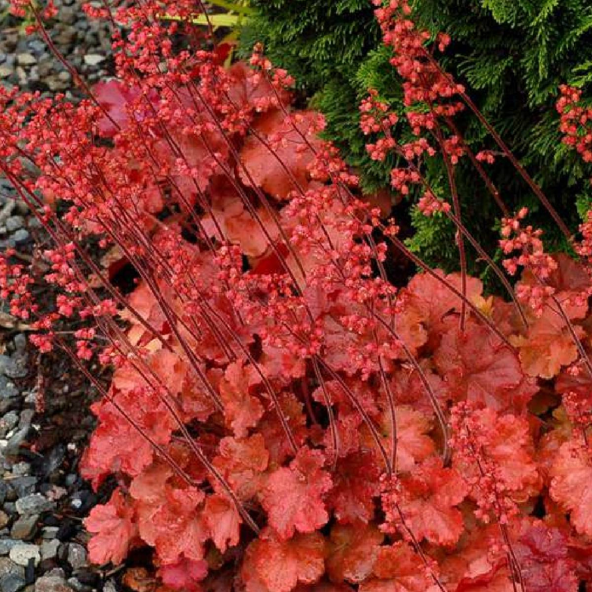 Żurawka ogrodowa Cherry Cola (C2)| Sadowniczy.pl