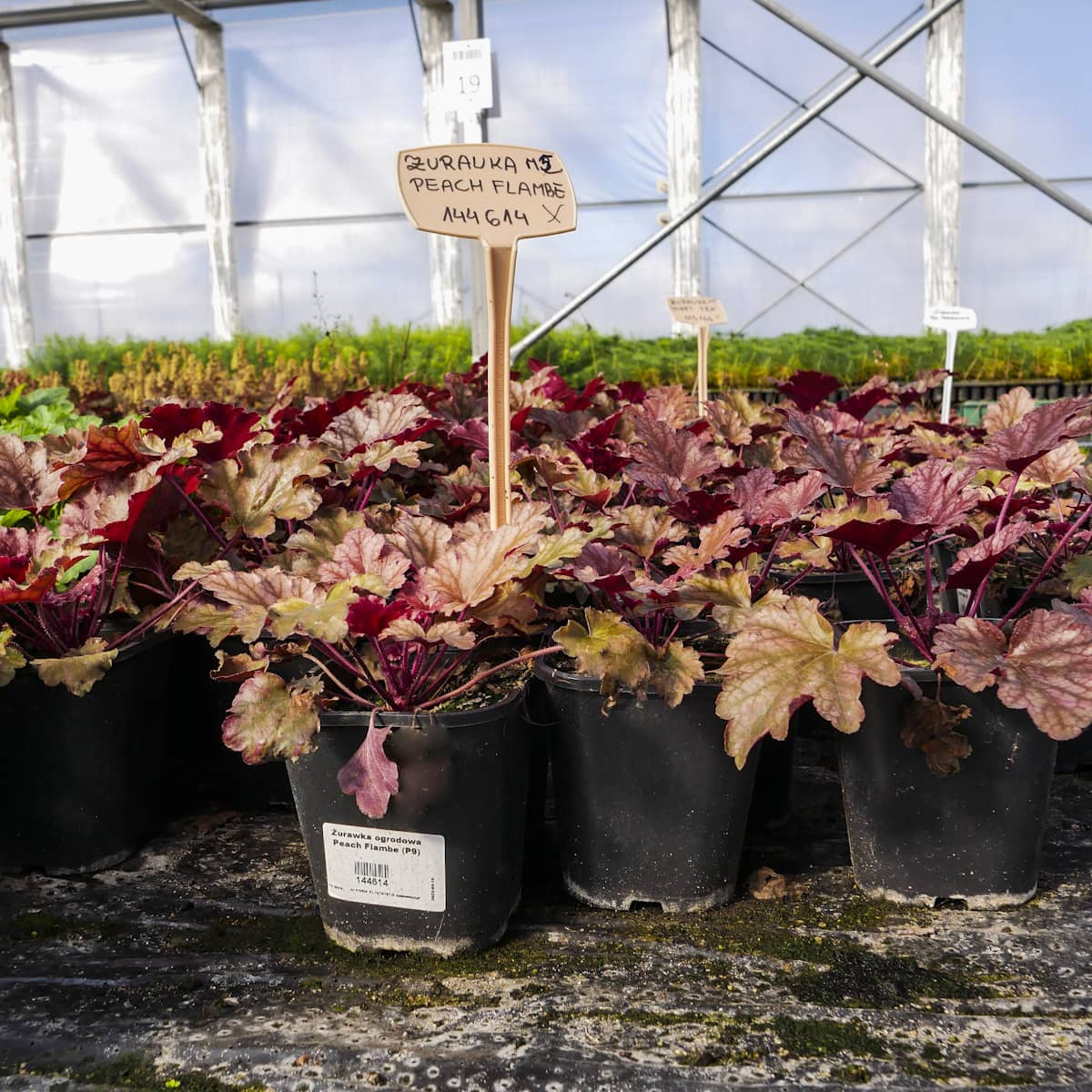 Żurawka ogrodowa Peach Flambe (C2)| Sadowniczy.pl