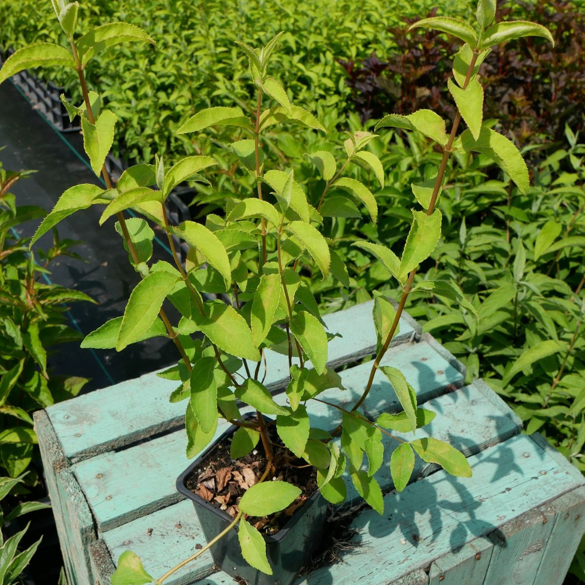 Żylistek mieszańcowy Strawberry Fields (C2)| Sadowniczy.pl