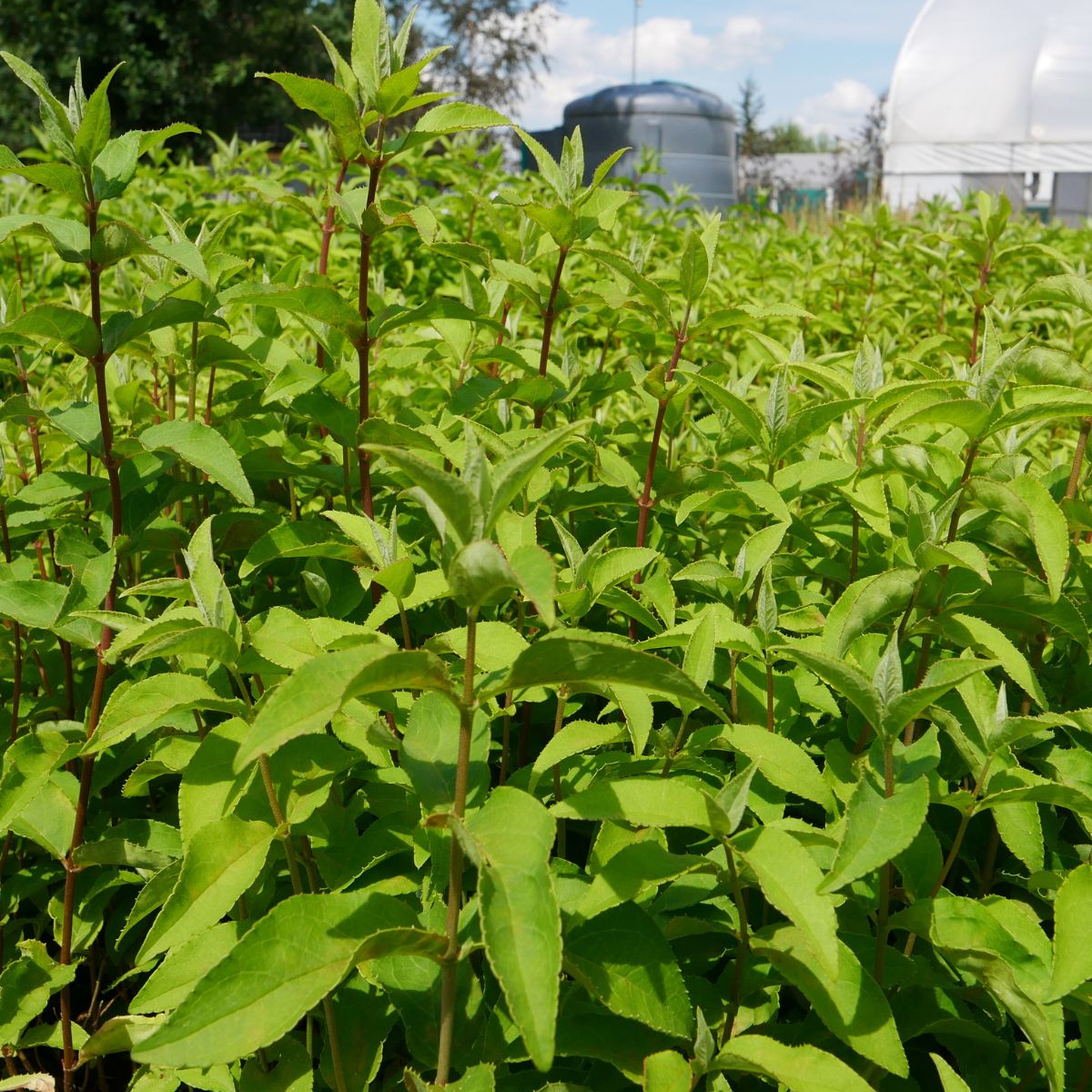 Żylistek mieszańcowy Strawberry Fields (C2)| Sadowniczy.pl