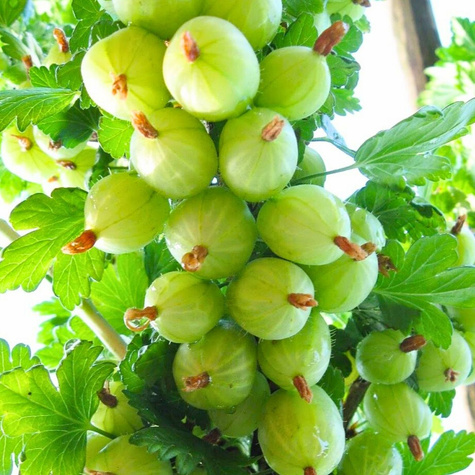 Sadzonki agrestu - agrest biały, czerwony | Sadowniczy.pl