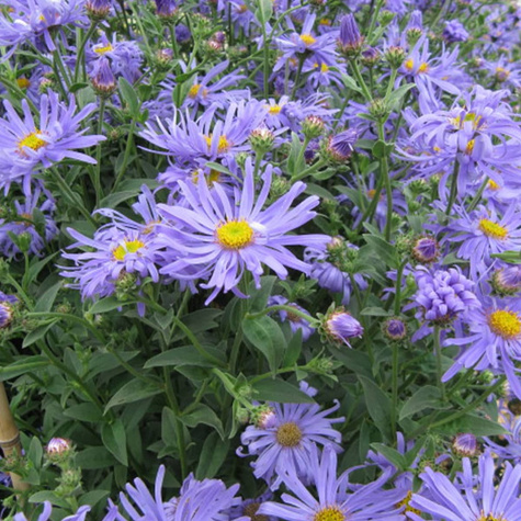 Astry - sadzonki astrów | Sadowniczy.pl