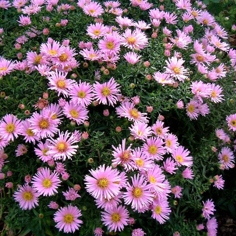 Astry - sadzonki astrów | Sadowniczy.pl