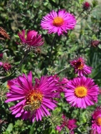 Astry - sadzonki astrów | Sadowniczy.pl