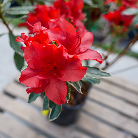 Krzewy liściaste | Sadowniczy.pl