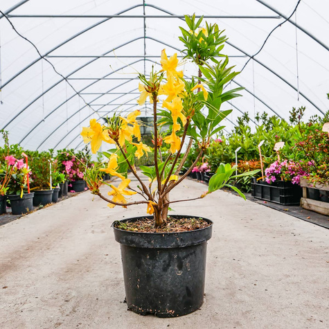 Krzewy liściaste | Sadowniczy.pl