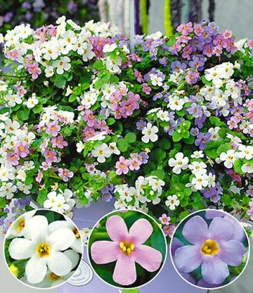 Bakopa Bacopa mix kolorów zwisająca Sutera Sadzonka | Sadowniczy.pl