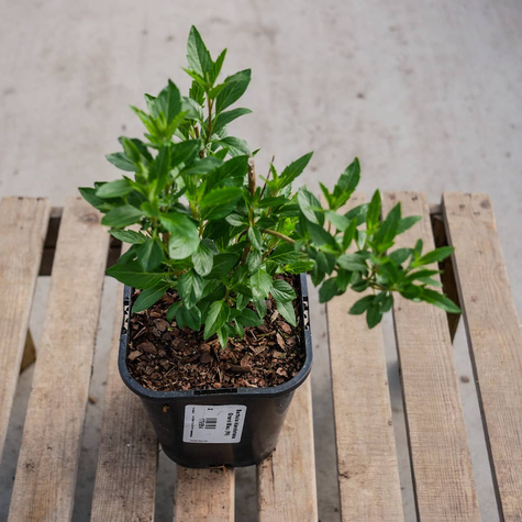 Barbule | Sadowniczy.pl