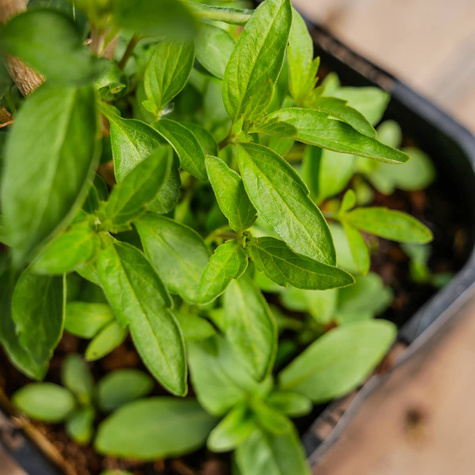 Barbule | Sadowniczy.pl