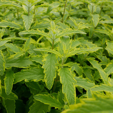 Barbule | Sadowniczy.pl