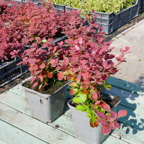 Berberysy - sadzonki berberysów | Sadowniczy.pl