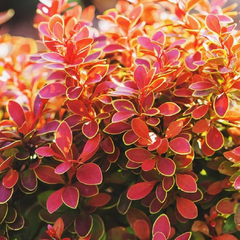 Berberysy - sadzonki berberysów | Sadowniczy.pl