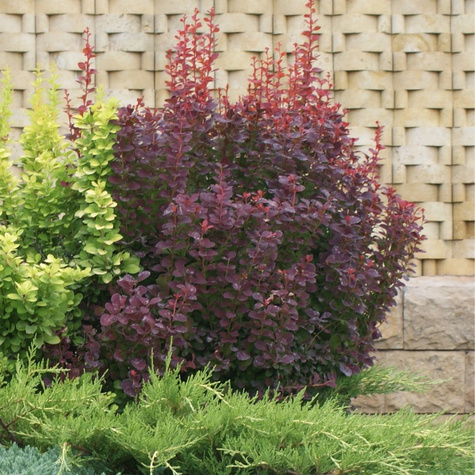 Berberysy | Sadowniczy.pl