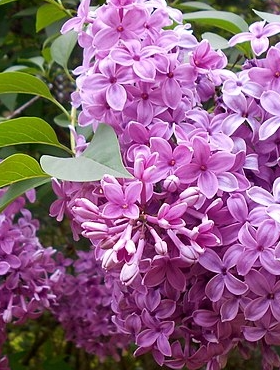 Lilaki Bzy | Sadowniczy.pl