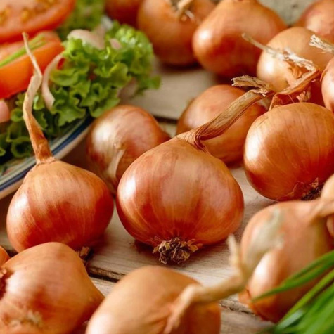 Cebula Dymka Szalotka Red Sun Czosnek Askaloński Delikatny Smak 0,5kg ...