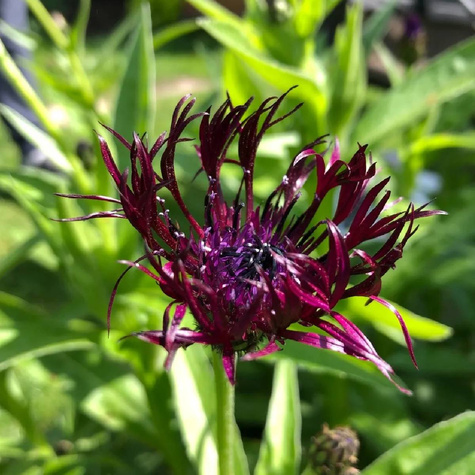 Chabry bylinowe | Sadowniczy.pl