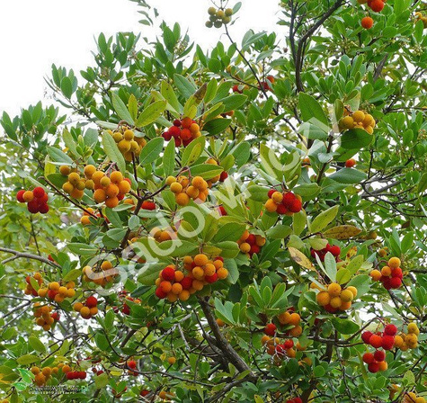 Chruścina jagodna Drzewko truskawkowe 0,1g| Sadowniczy.pl