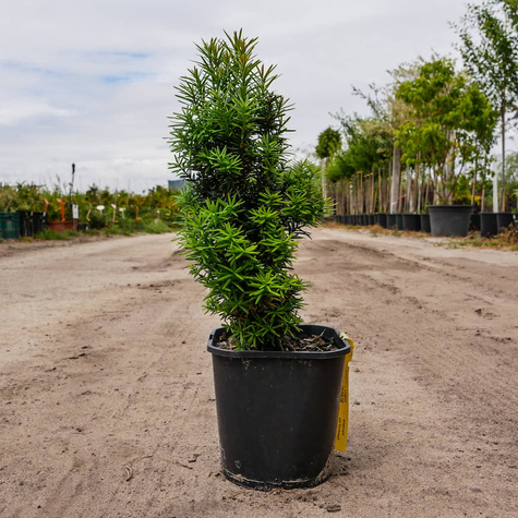 Drzewa iglaste - sadzonki drzew iglastych do ogrodu, na działkę ...