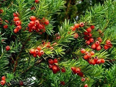 Cis pospolity na żywopłot Mikoryza+Balot | DRZEWA IGLASTE \ Świerki ...