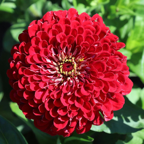 Nasiona cynii wytwornej daliowej, meksykańskiej - cynia | Sadowniczy.pl