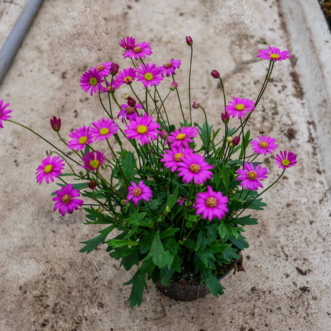 Czubatka ubiorkolistna | Sadowniczy.pl