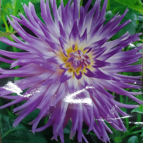 DALIA - dahlia - Kaktusowa Mingus Randy - duży wybór