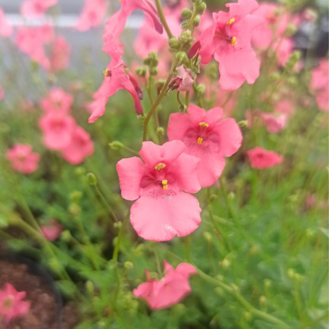 Pozostałe byliny | Sadowniczy.pl