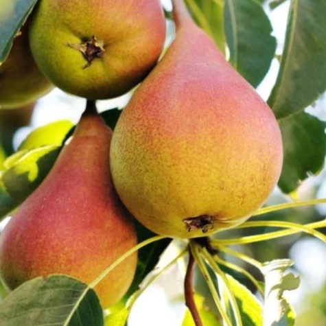 Sadzonki drzew owocowych | Sadowniczy.pl