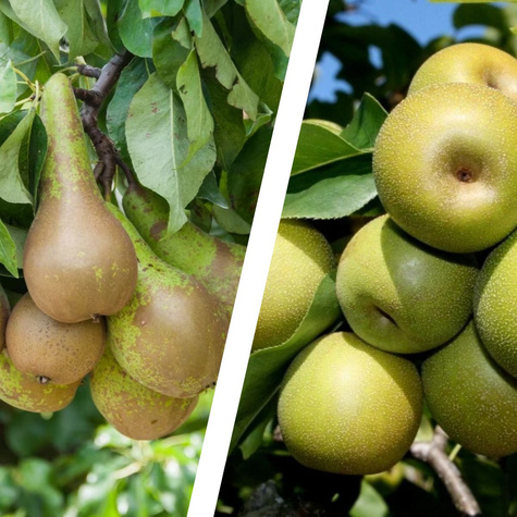 Duo Grusza Konferencja + Early Shu START PACK ®| Sadowniczy.pl